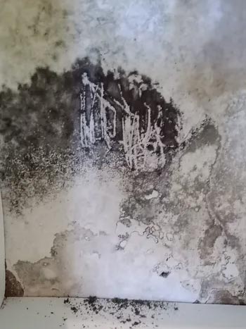 MouldBusters | 5 Things You Need to Know About Mould