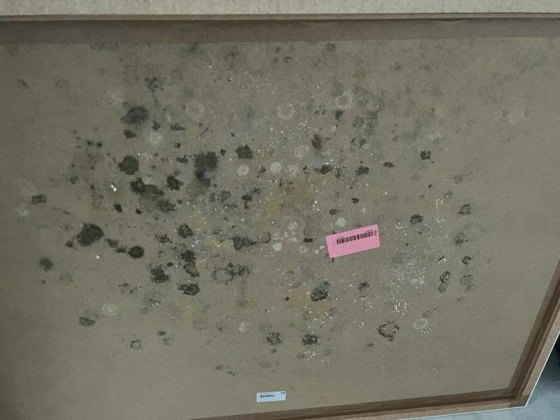 Mould Remediation Near Me | Expert Services by MouldBusters