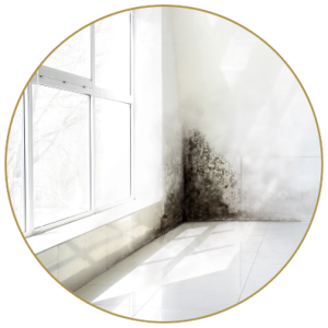 MouldBusters | Certified Mould Inspection & Remediation