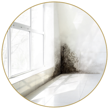 MouldBusters | Certified Mould Inspection & Remediation