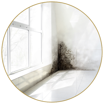 MouldBusters | Certified Mould Inspection & Remediation