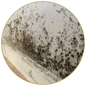 MouldBusters | Certified Mould Inspection & Remediation