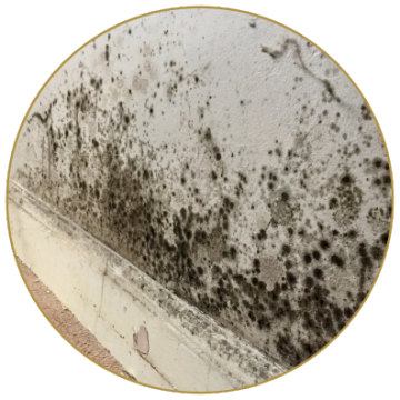 MouldBusters | Certified Mould Inspection & Remediation