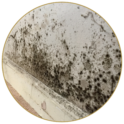 MouldBusters | Certified Mould Inspection & Remediation