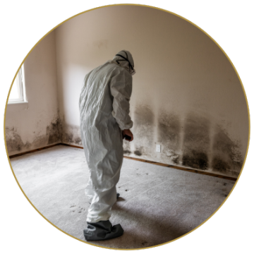 MouldBusters | Certified Mould Inspection & Remediation